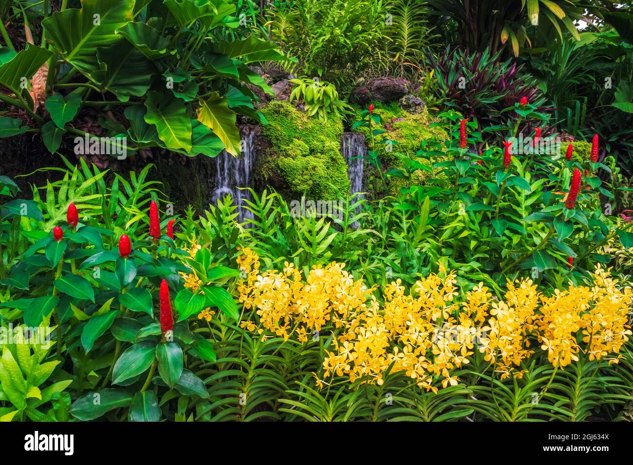 Orchids at the National Orchid Garden, Singapore Botanic Gardens ...
