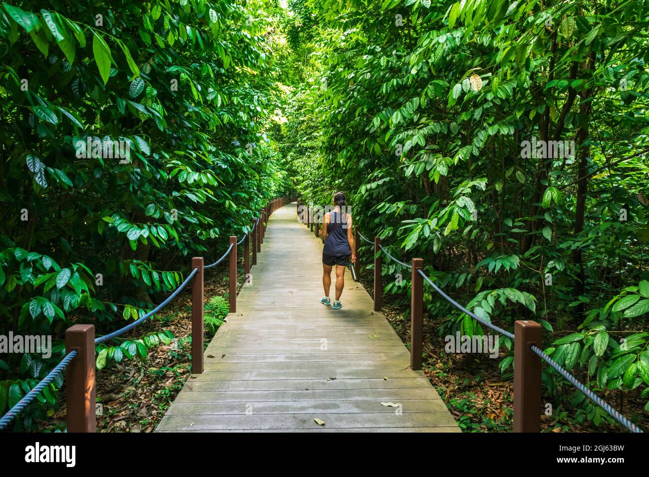 Hiker on the Rain Forest Trail, Singapore Botanic Gardens, Singapore ...