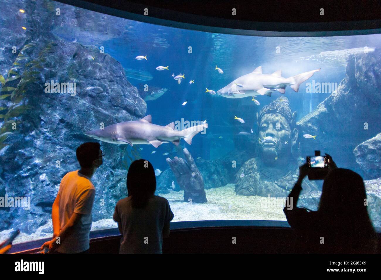 Observing fish hi-res stock photography and images - Alamy