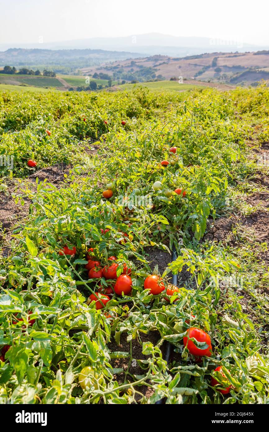 Organic tomato farm, Marmara region, Turkey Stock Photo - Alamy