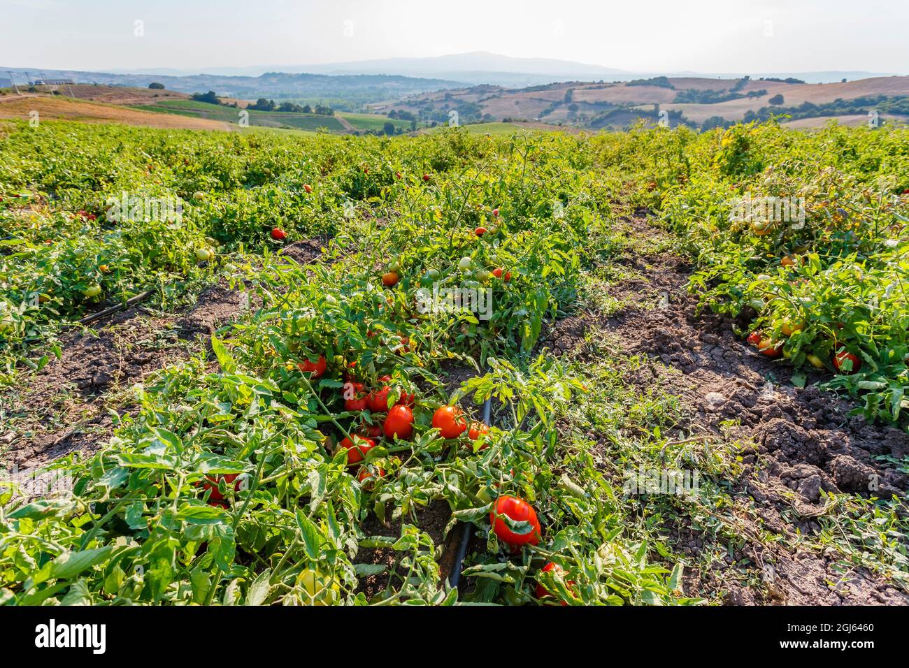 Organic tomato farm, Marmara region, Turkey Stock Photo - Alamy