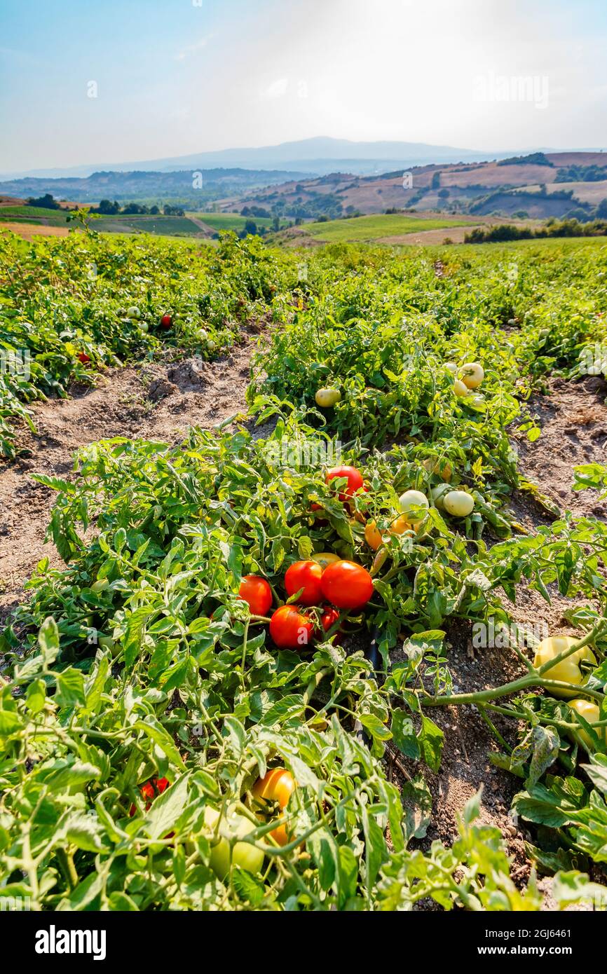Organic tomato farm, Marmara region, Turkey Stock Photo - Alamy