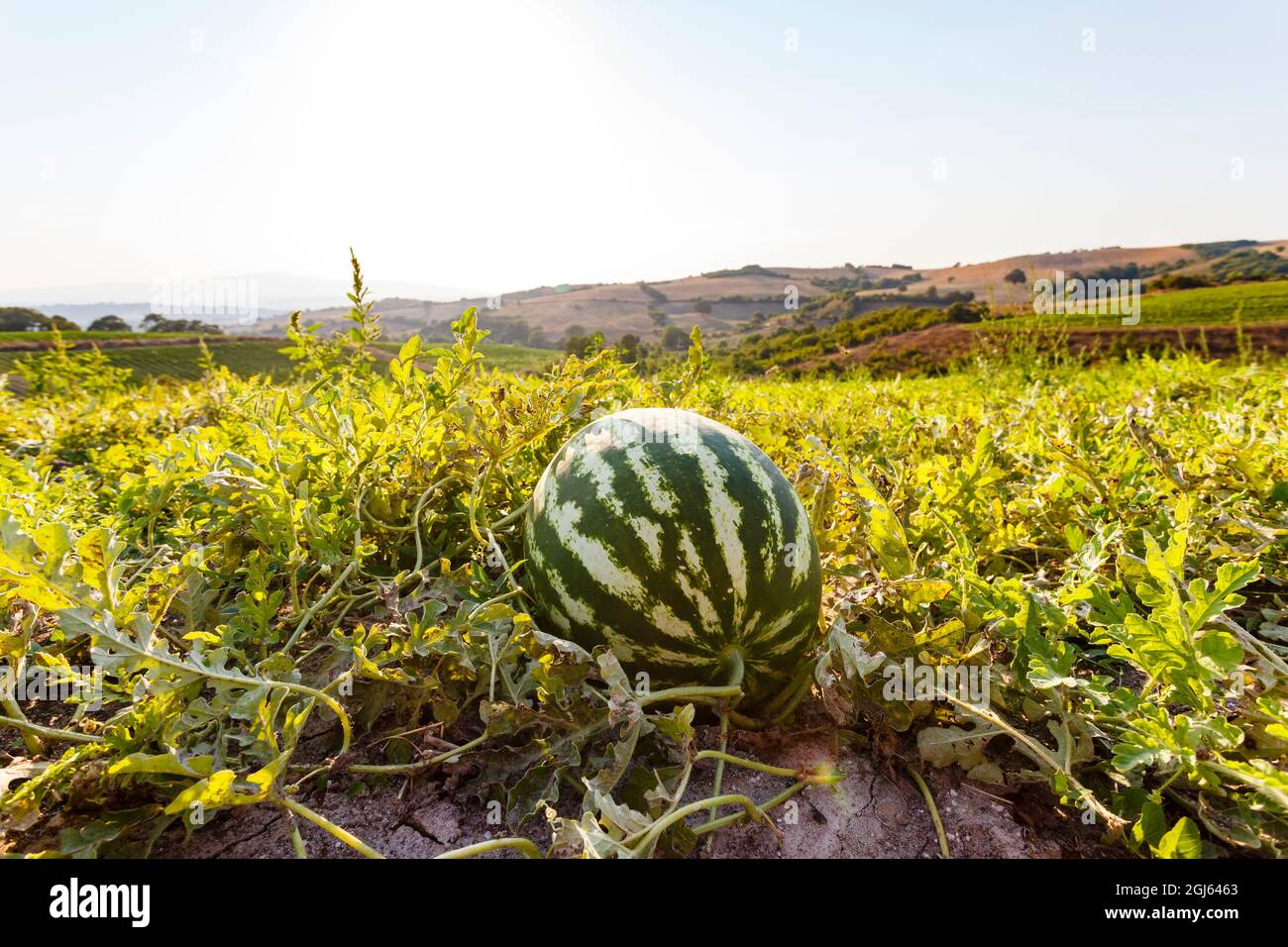 Turkey and watermelon hi-res stock photography and images - Alamy