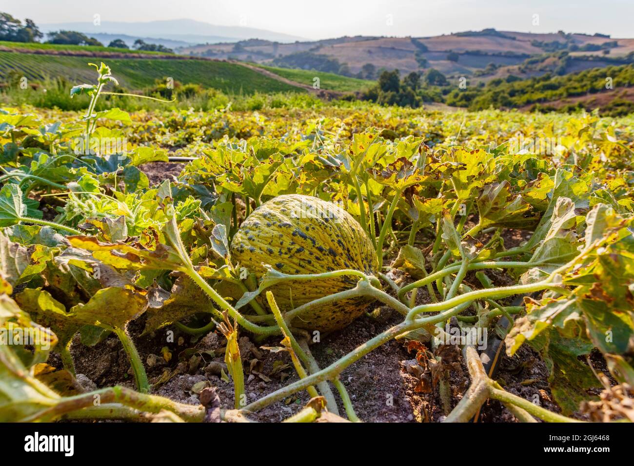 Melon farm hi-res stock photography and images - Alamy