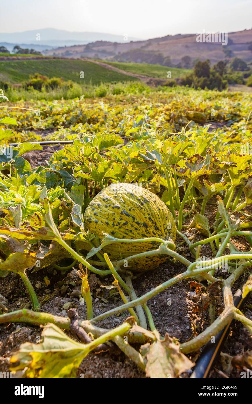 Organic melon farm, Marmara region, Turkey Stock Photo - Alamy