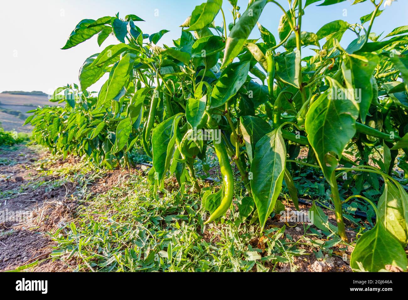 Organic green pepper farm, Marmara region, Turkey Stock Photo - Alamy