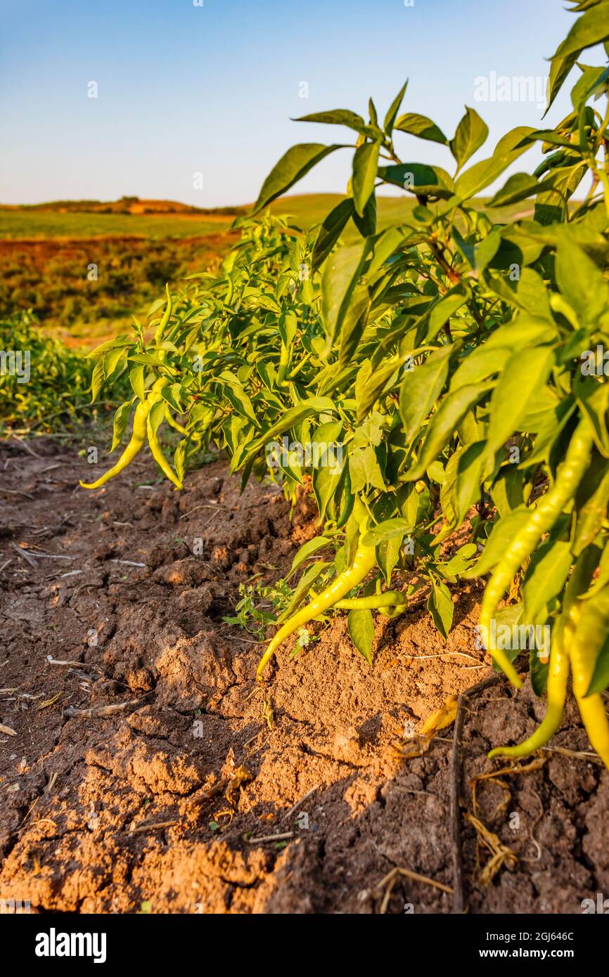 Organic green pepper farm, Marmara region, Turkey Stock Photo - Alamy