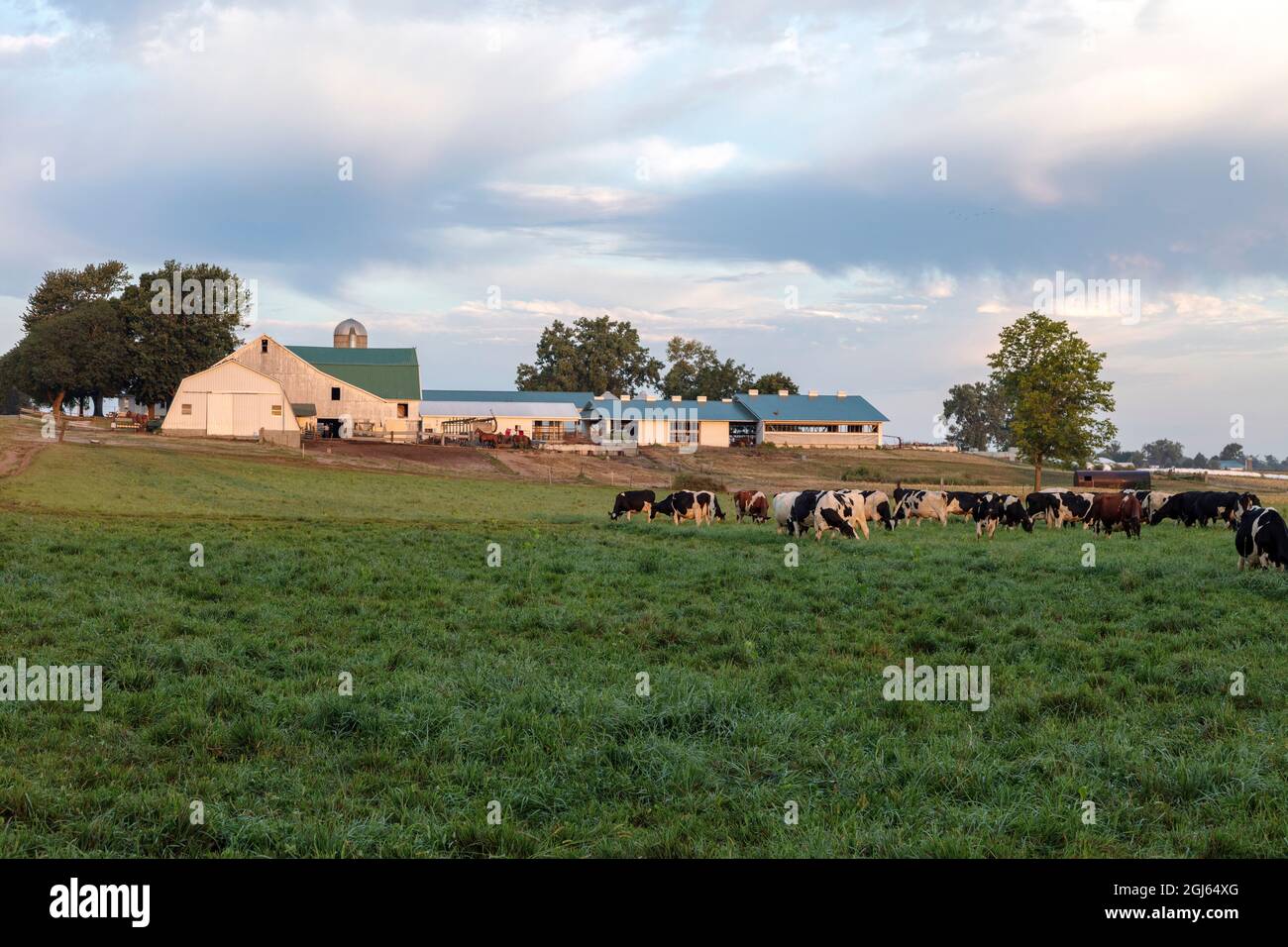 Amish Dairy farm, Summer, Indiana, USA, by James D Coppinger/Dembinsky ...