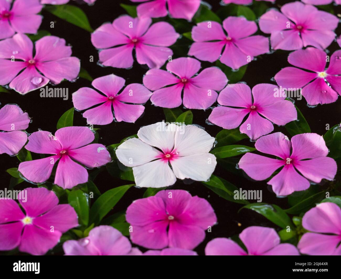 Asia, Vietnam, Mui Ne. Pink and white flowers floating on water Stock ...