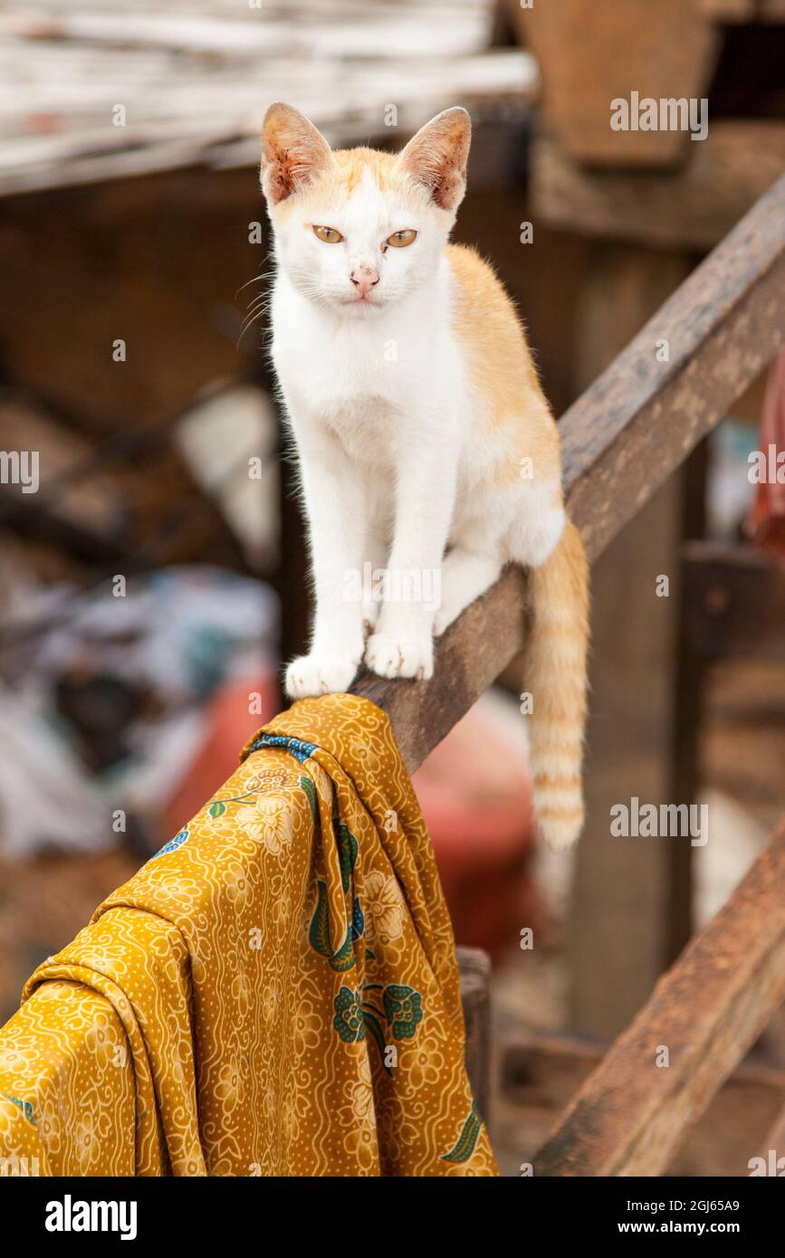Cambodia, Siem Reap. Cat on a railing Stock Photo - Alamy