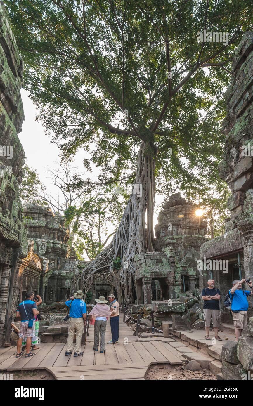 Cambodia, Angkor. Ta Prohm tree Stock Photo - Alamy