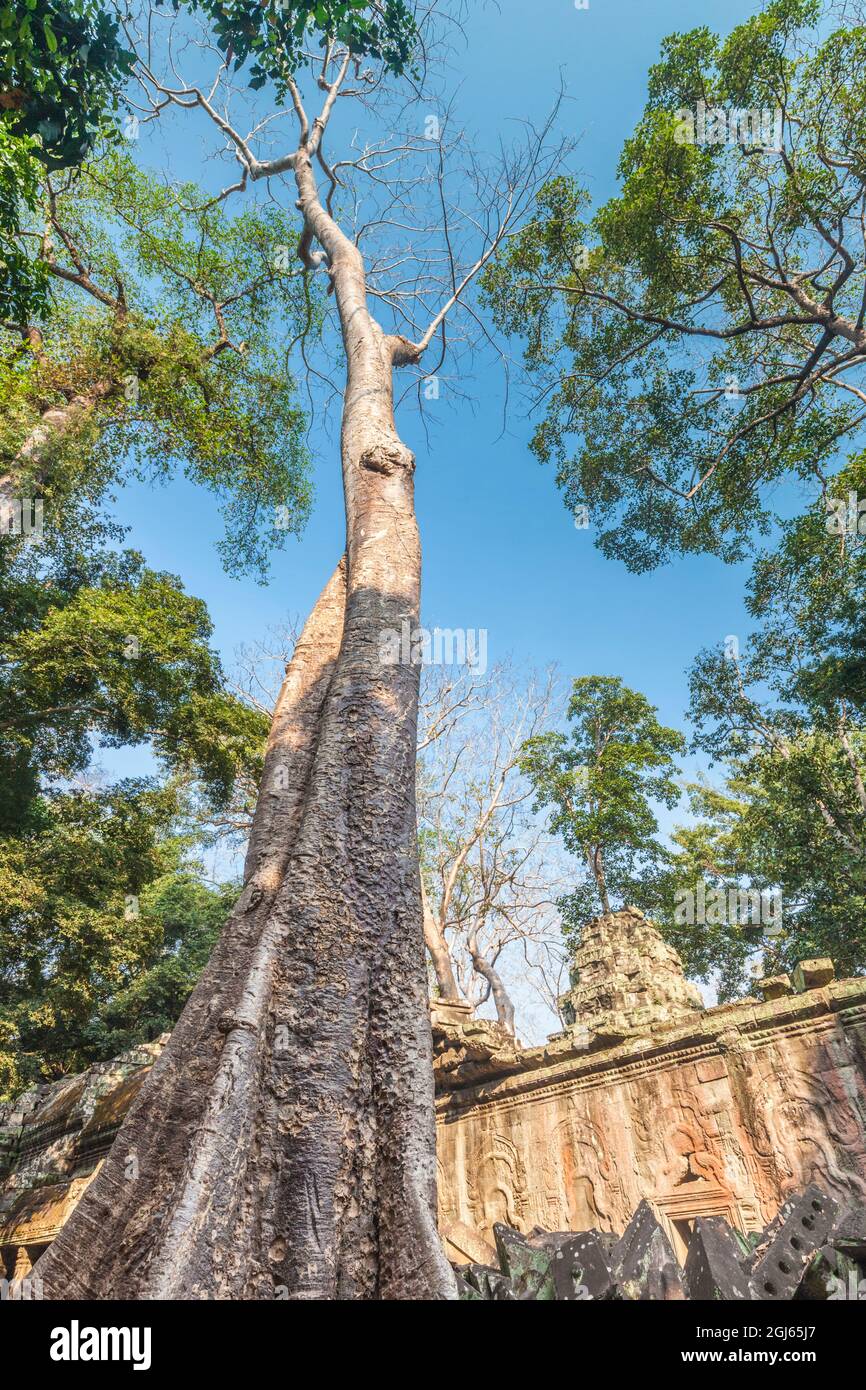 Cambodia, Angkor. Ta Prohm tree Stock Photo - Alamy