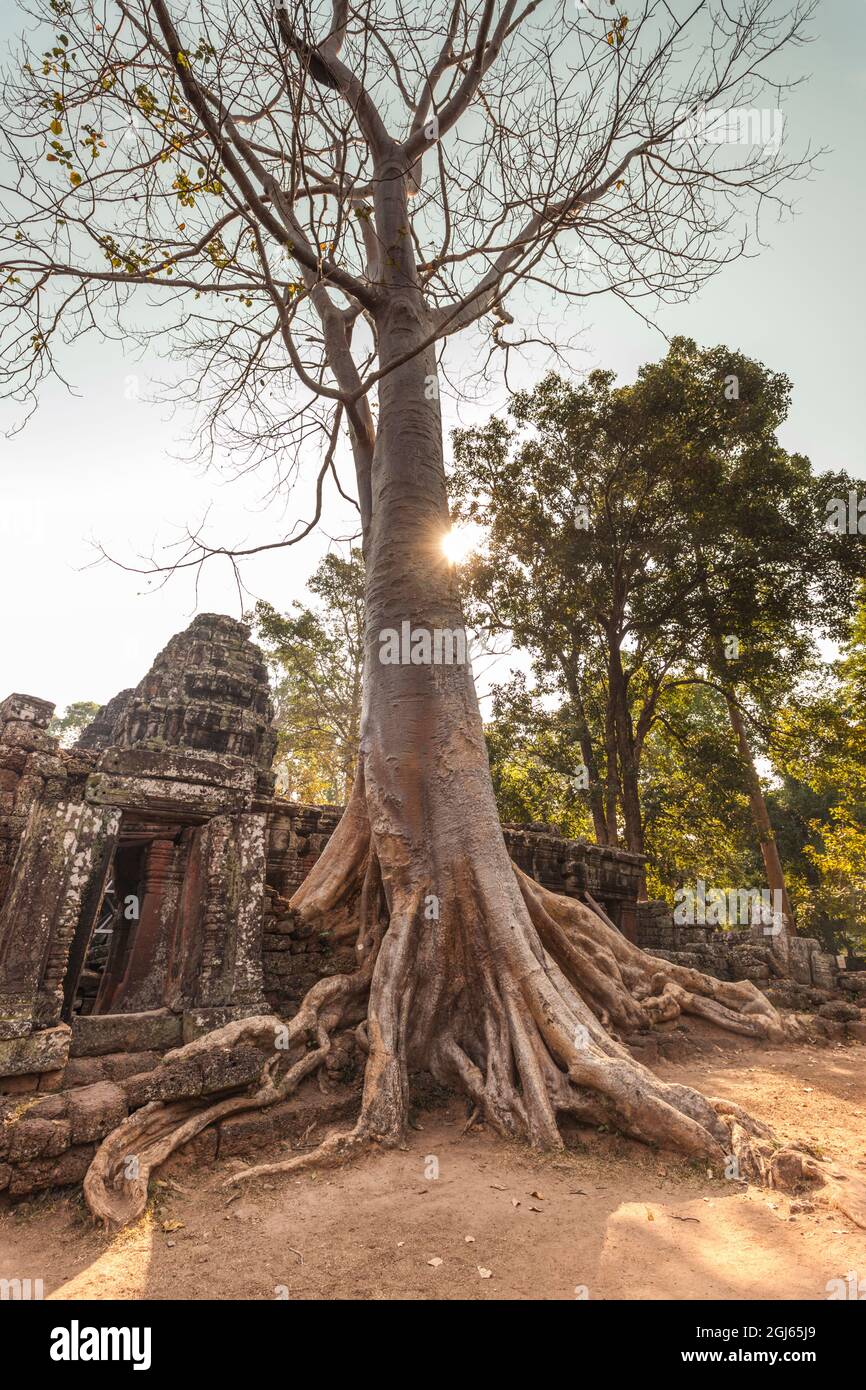 Ta prohm tree hi-res stock photography and images - Alamy