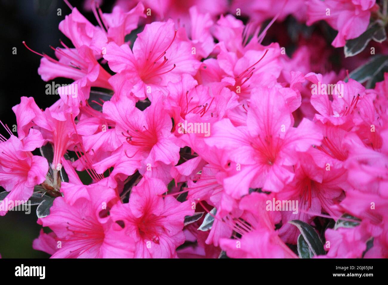 Bright pink azalea flowers growing in the flower garden Stock Photo - Alamy