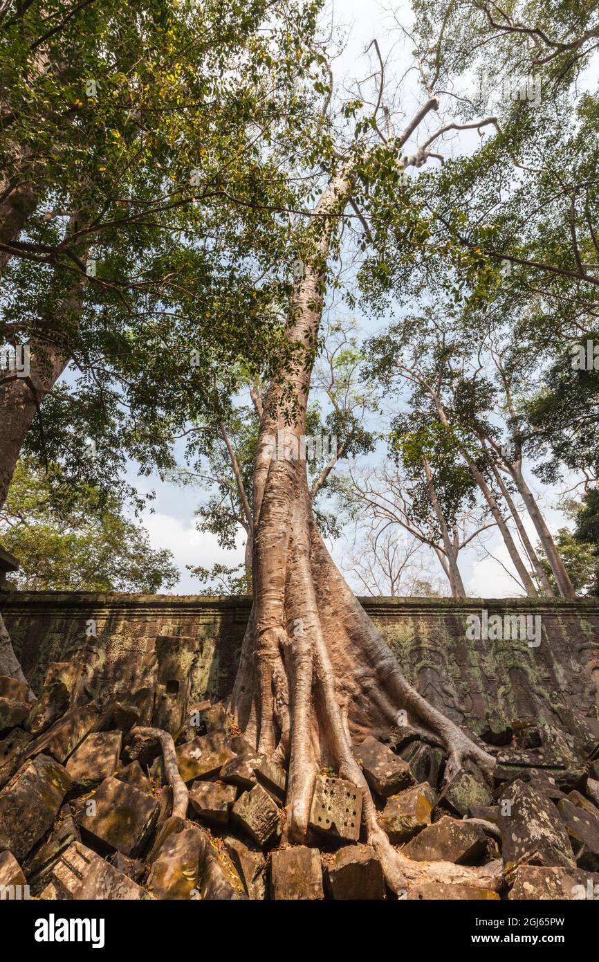 Cambodia, Angkor. Ta Prohm tree Stock Photo - Alamy