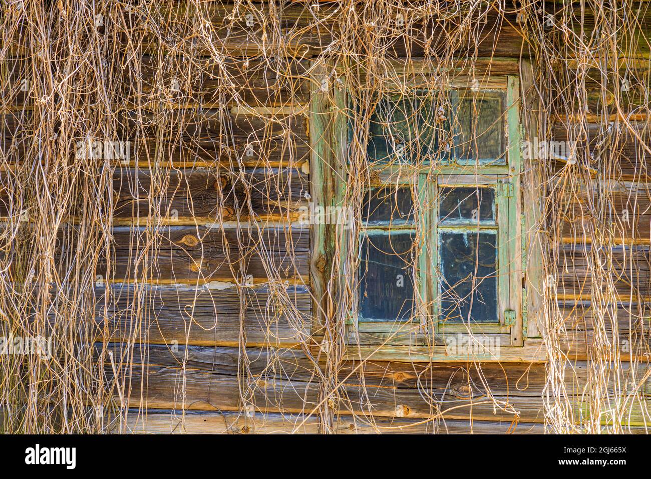 Ukraine, Pripyat, Chernobyl. Exterior window of house, covered in vines ...