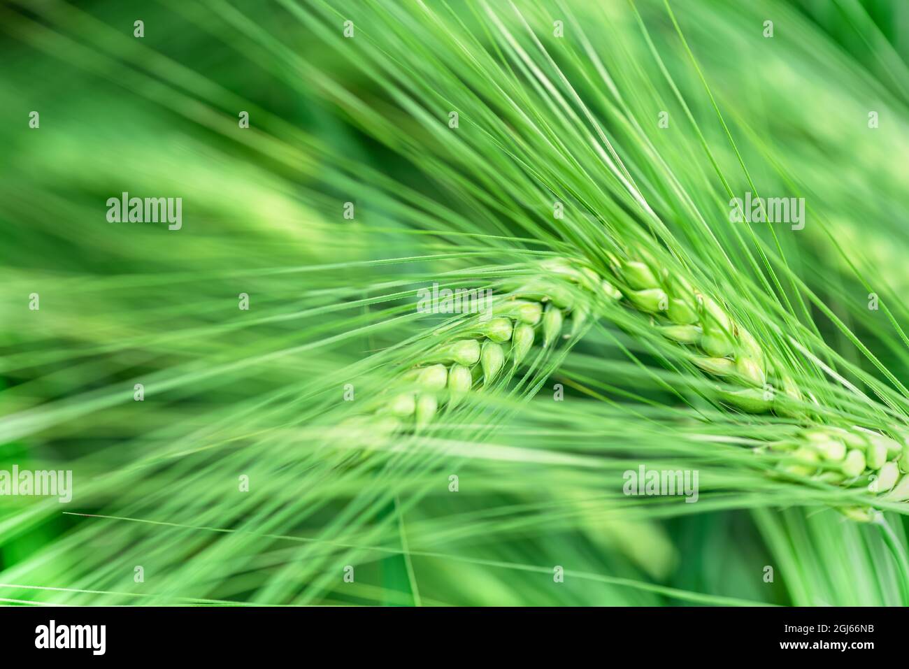 Winter wheat are varieties of wheat that are planted in the fall to ...