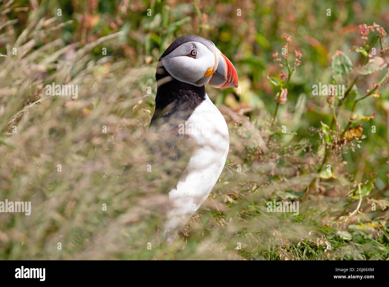 The atlantic puffin lives on the ocean and comes for nesting and ...