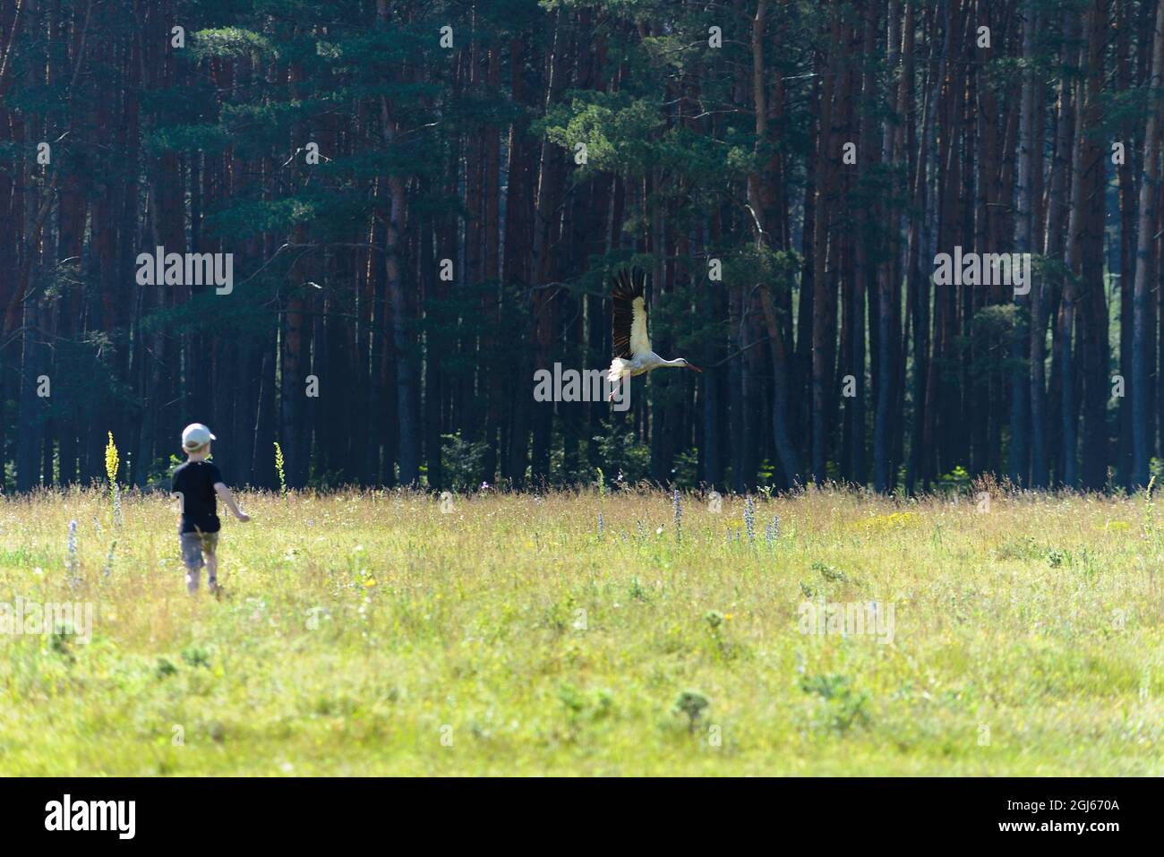 The boy in the running for departing stork on the forest background ...