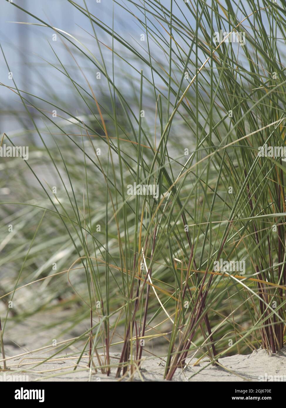 Vertical shot of green grass growing on the beach Stock Photo - Alamy