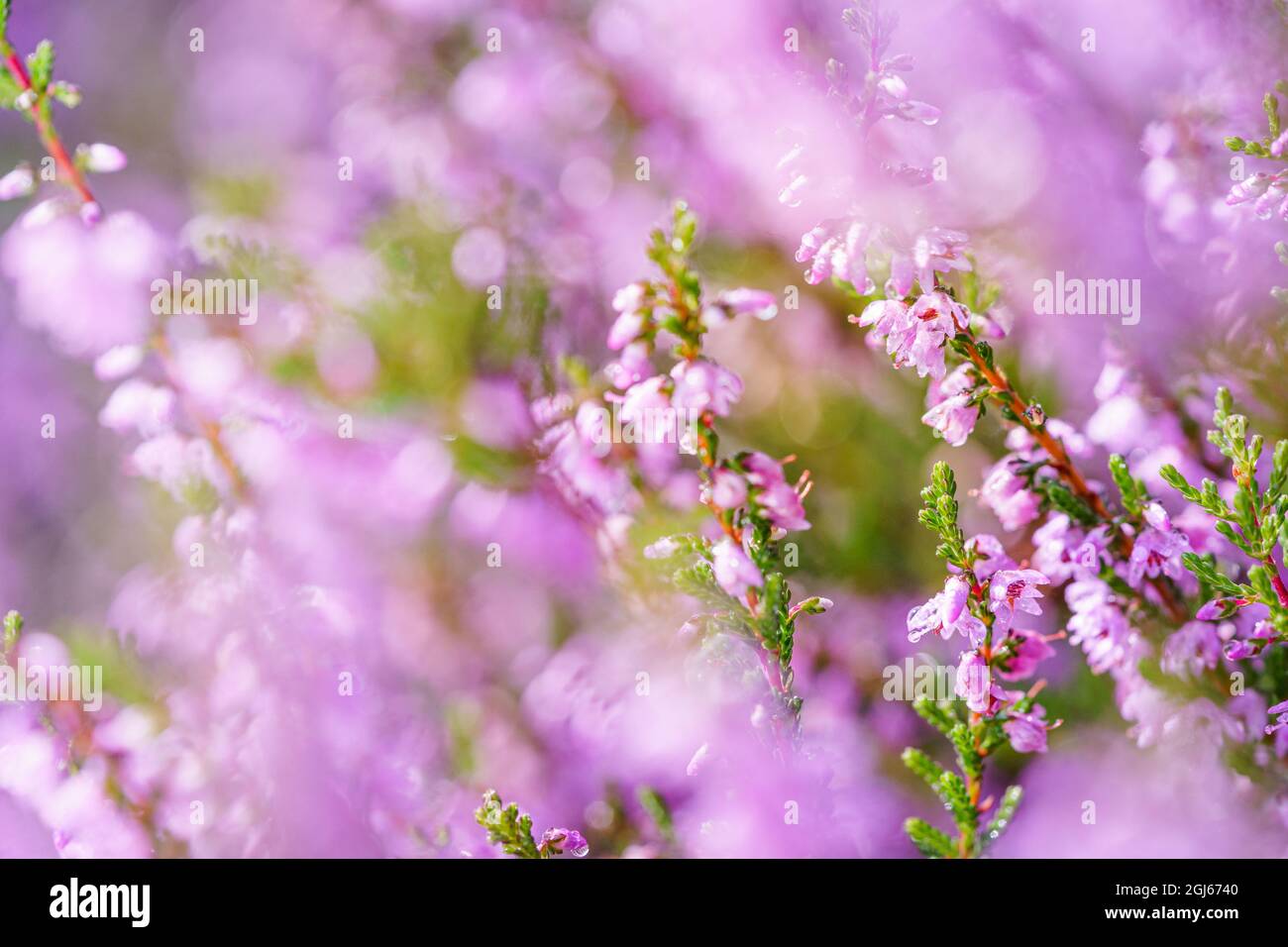 Heather bunch hi-res stock photography and images - Alamy