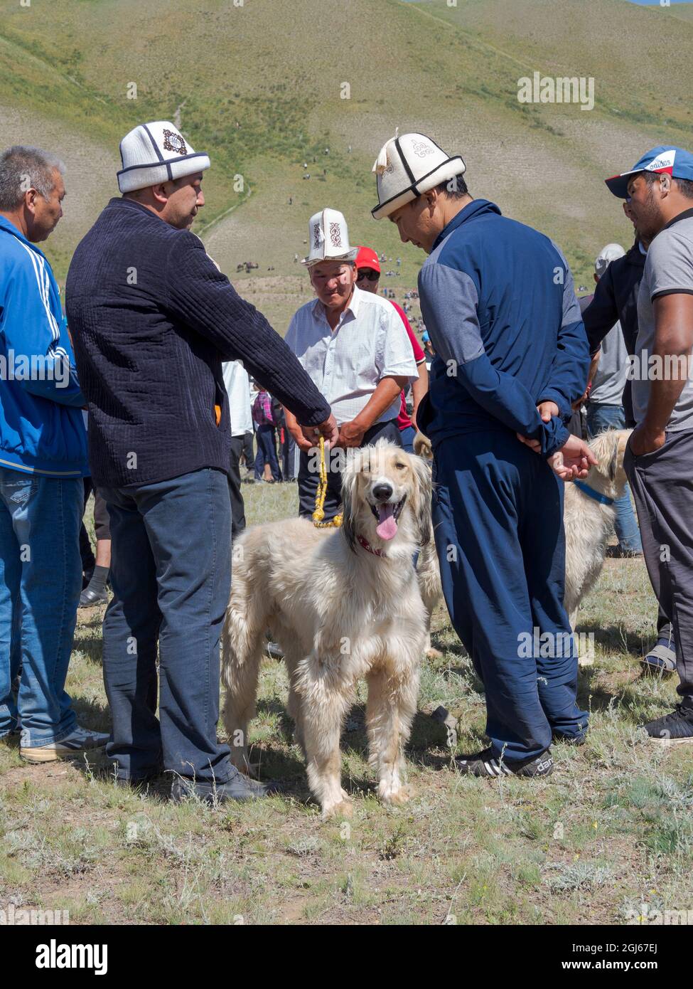 Breeders of Kyrgyz hunting dog, Taigan, during a competition. Folk and ...