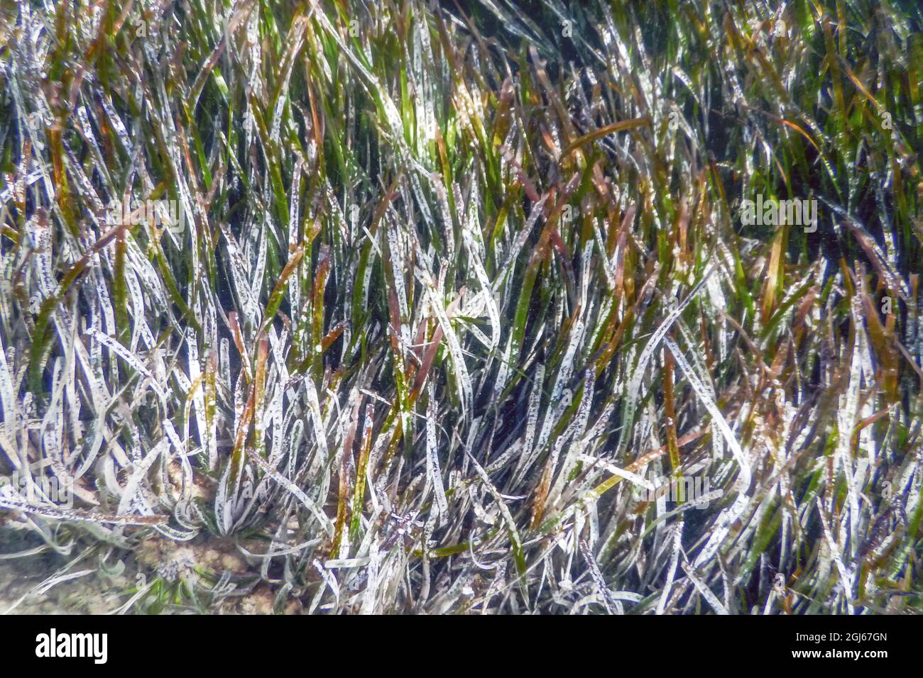 Underwater background with seaweed Stock Photo - Alamy