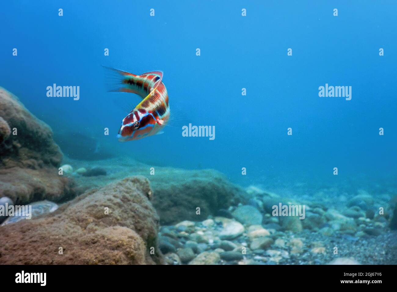 Ornate Wrasse (Thalassoma Pavo) Colorful Fish Underwater Stock Photo ...