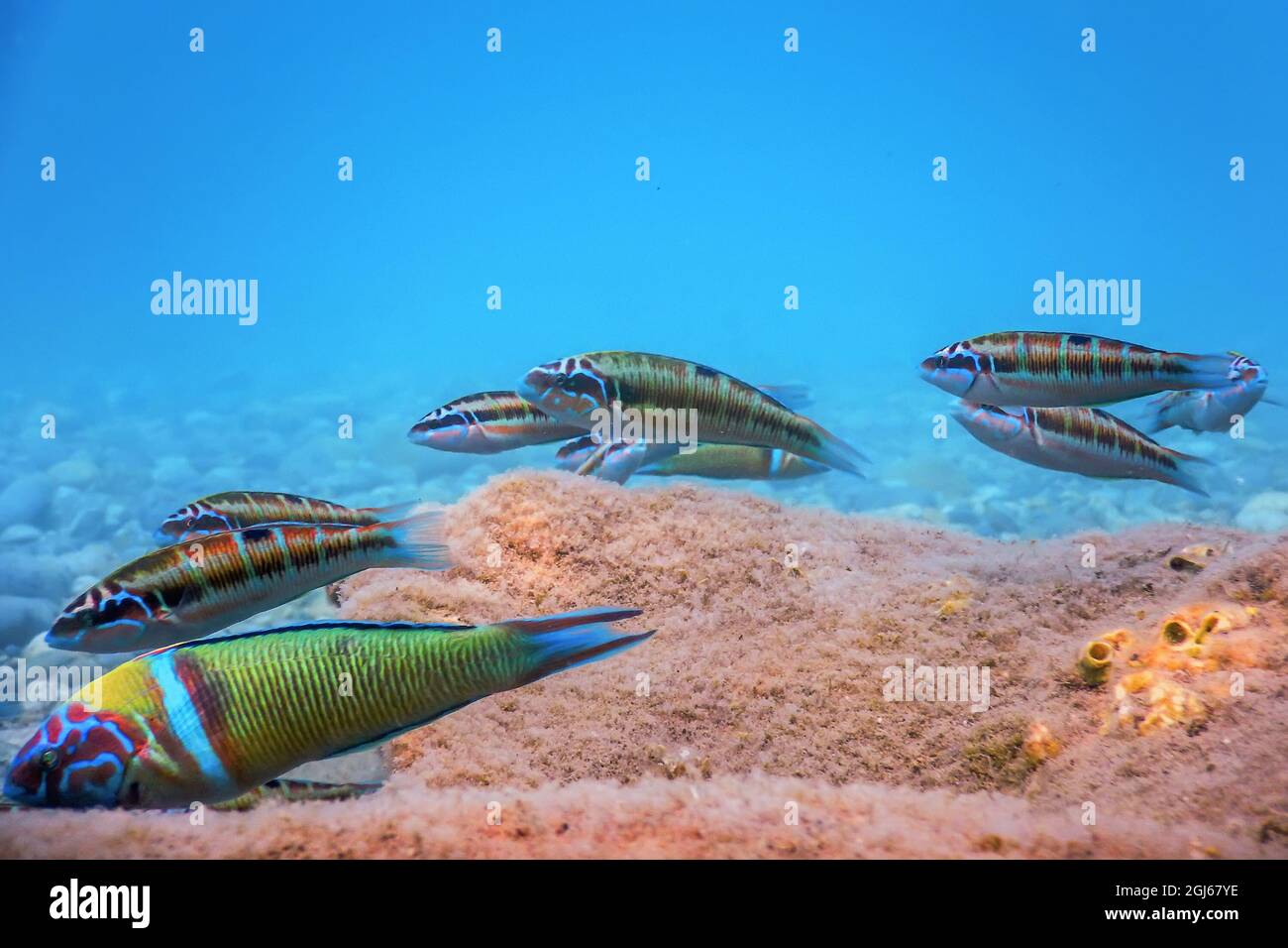 Ornate Wrasse (Thalassoma Pavo) Colorful Fish Underwater Stock Photo ...