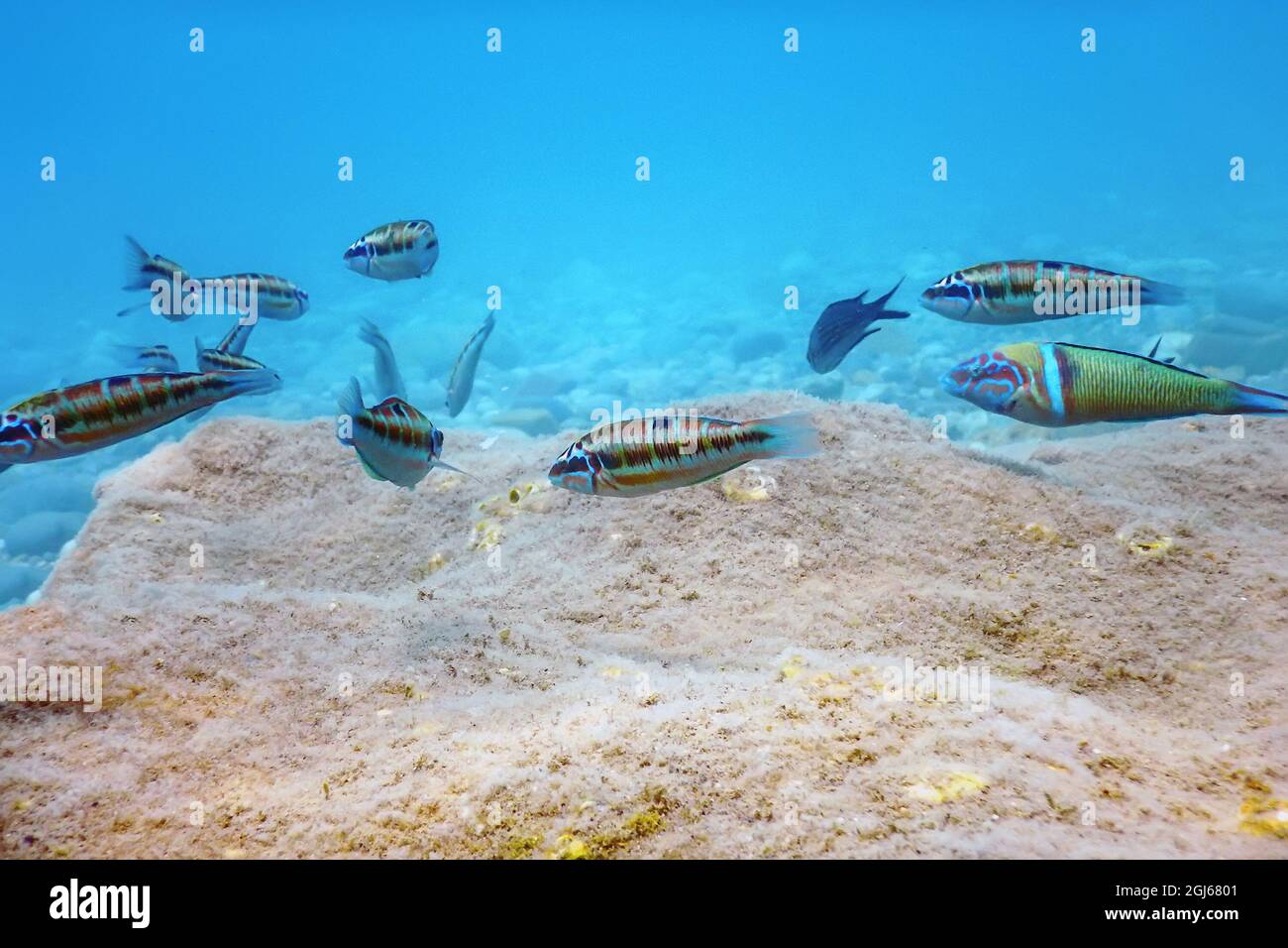 Ornate Wrasse (Thalassoma Pavo) Colorful Fish Underwater Stock Photo ...