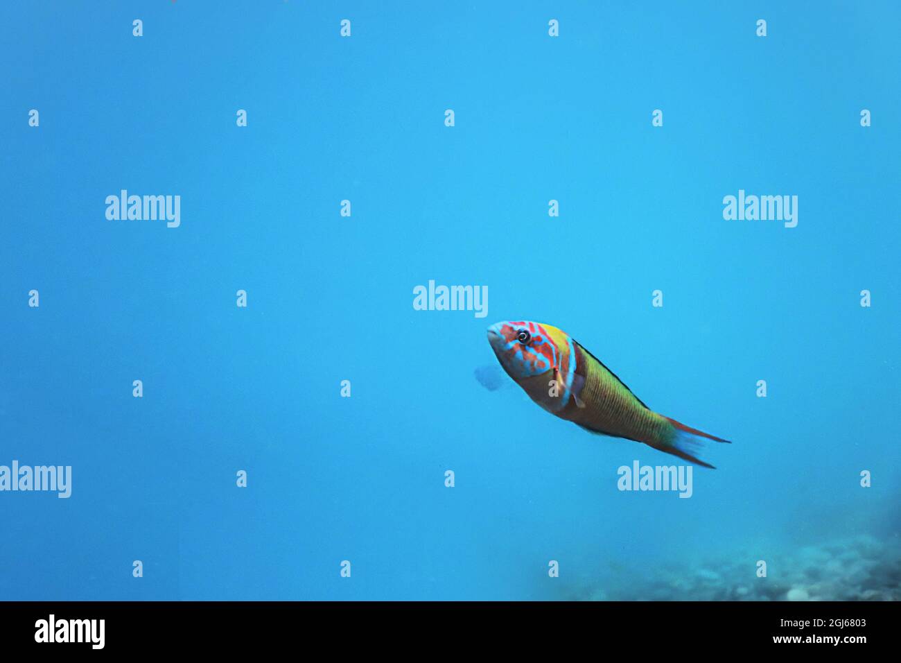 Ornate Wrasse (Thalassoma Pavo) Colorful Fish Underwater Stock Photo ...