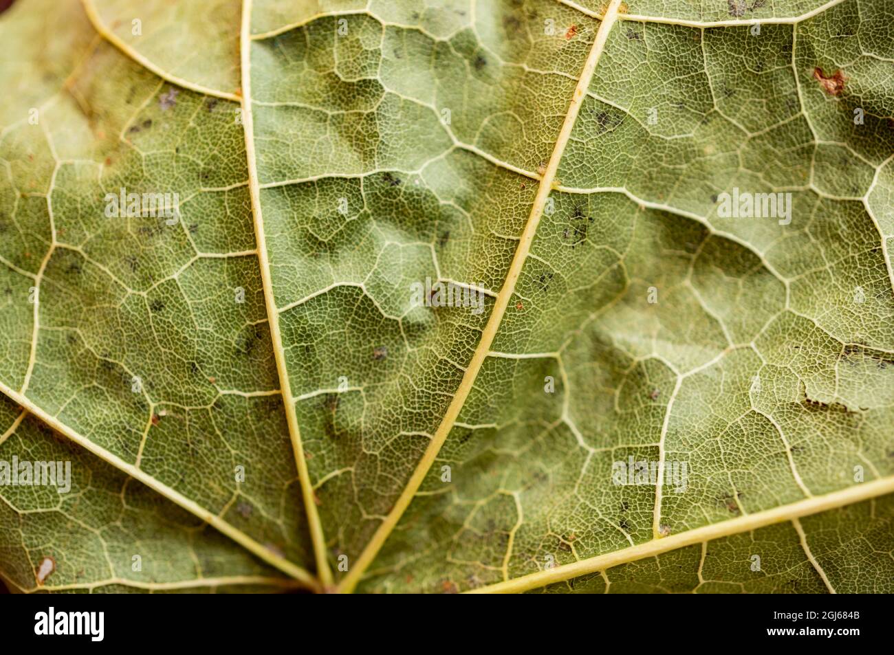 Veiny texture hi-res stock photography and images - Alamy