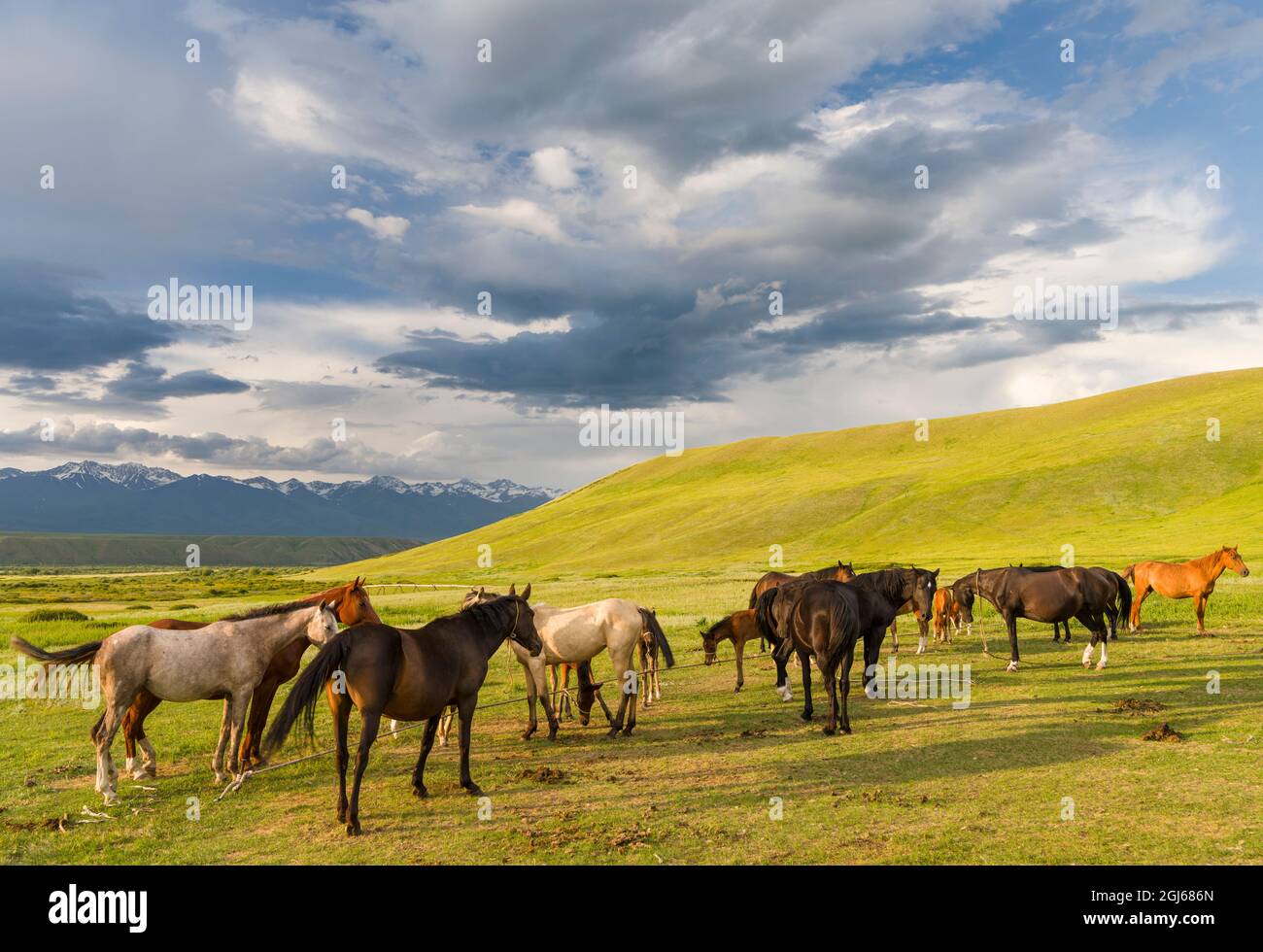 Horses for the production of milk, kumys and meat. A typical farm on ...