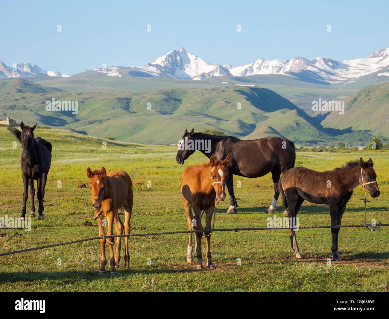 Horse milk central asia hi-res stock photography and images - Alamy