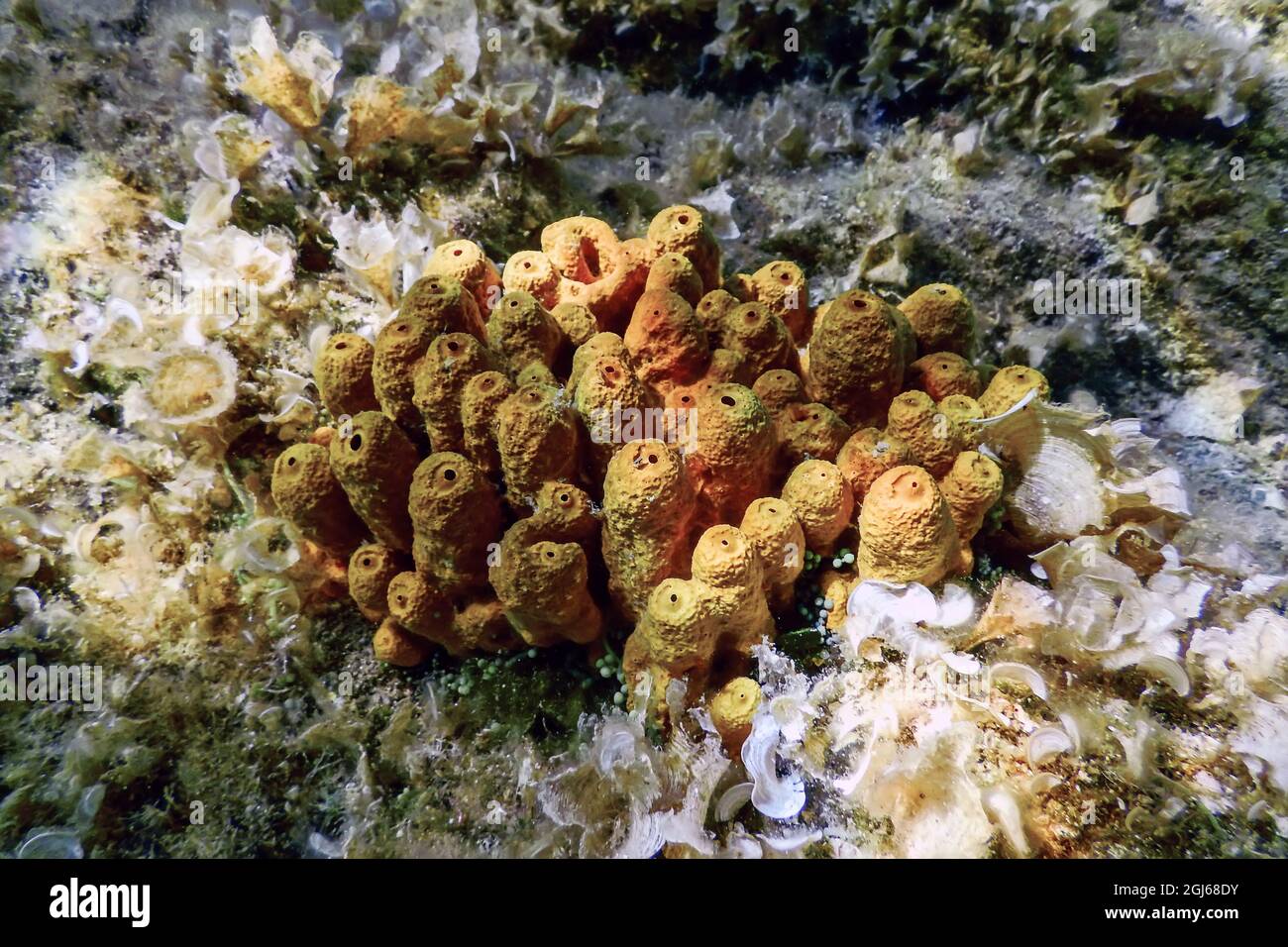 Sea sponge australia hi-res stock photography and images - Alamy