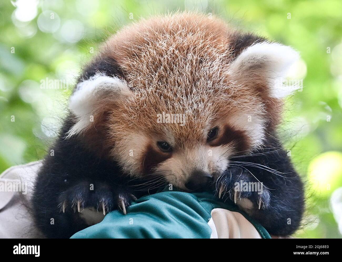 02 September 2021, Berlin: The red panda born on 28.6. 2021 in the ...
