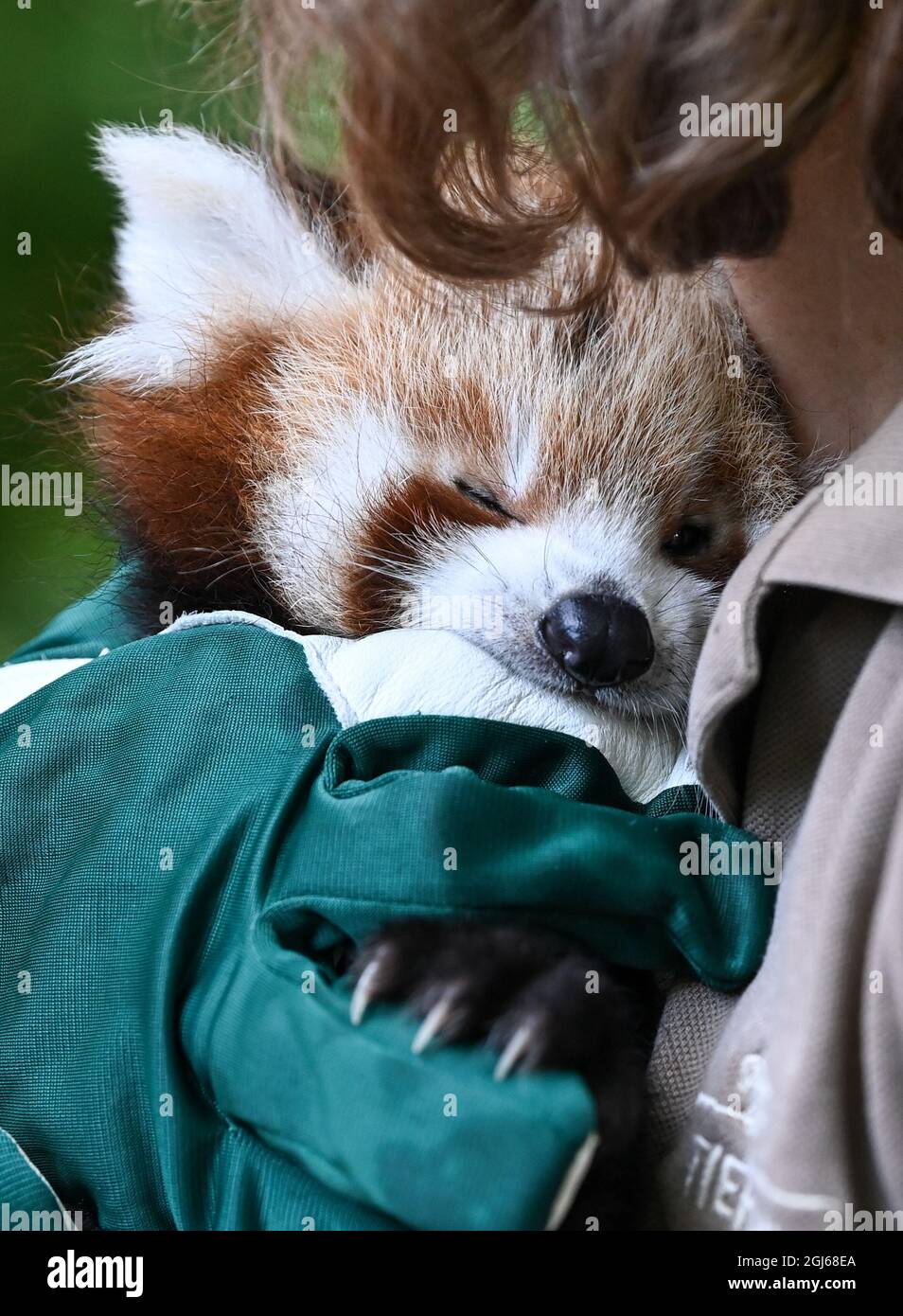 Dog That Looks Like A Red Panda