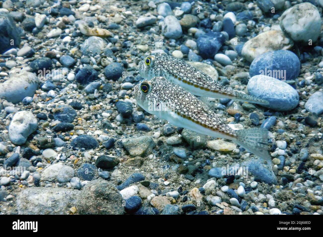 Puffer Fish Swimming Underwater, blowfish, balloonfish, globefish Stock ...