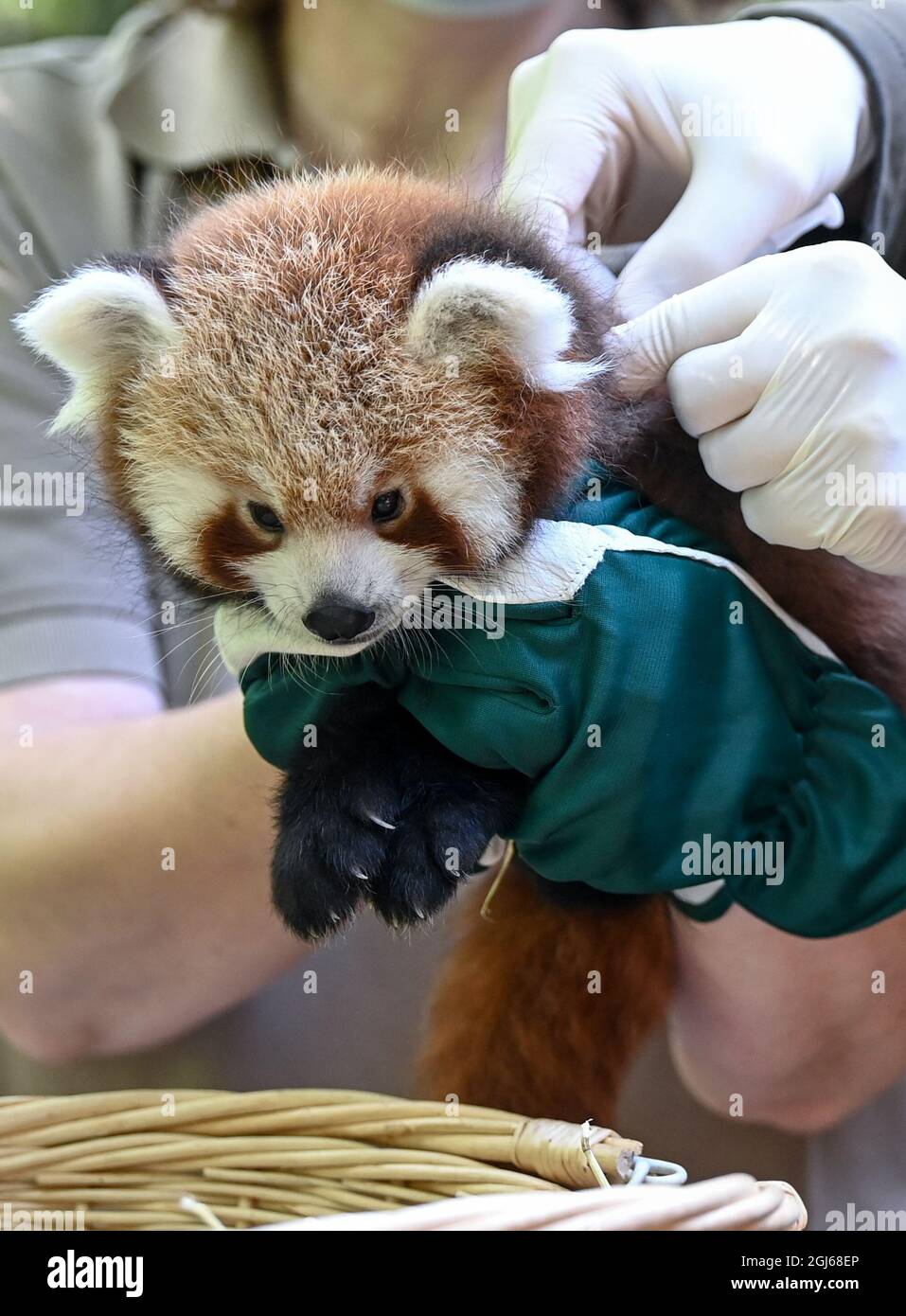 02 September 2021, Berlin: The red panda born on 28.6. 2021 in the ...