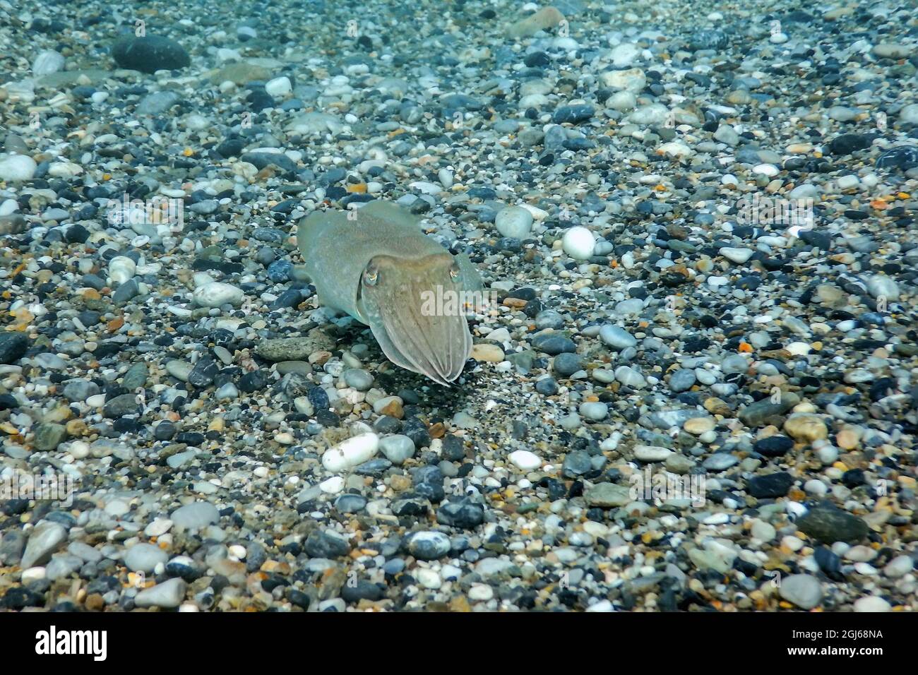 Cuttlefish Camouflage. Cuttlefish Swimming Underwater Stock Photo - Alamy