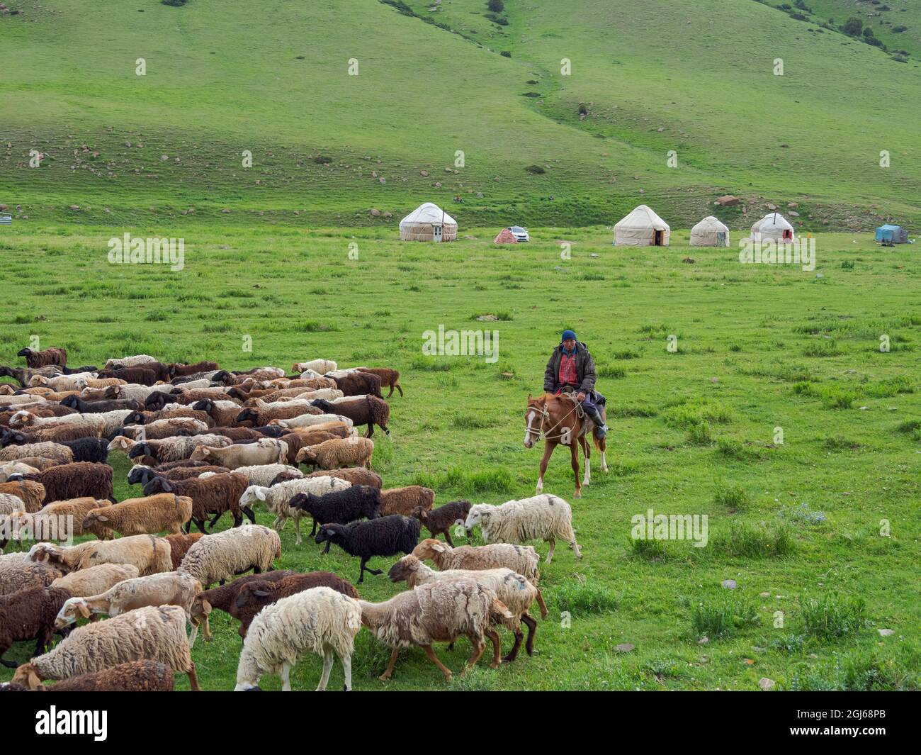 Sheep with shepherd on horse, grazing on their summer pasture. National ...