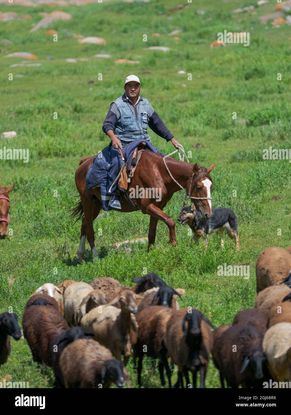 Shepherd on horseback. Sheep drive to their high altitude summer ...
