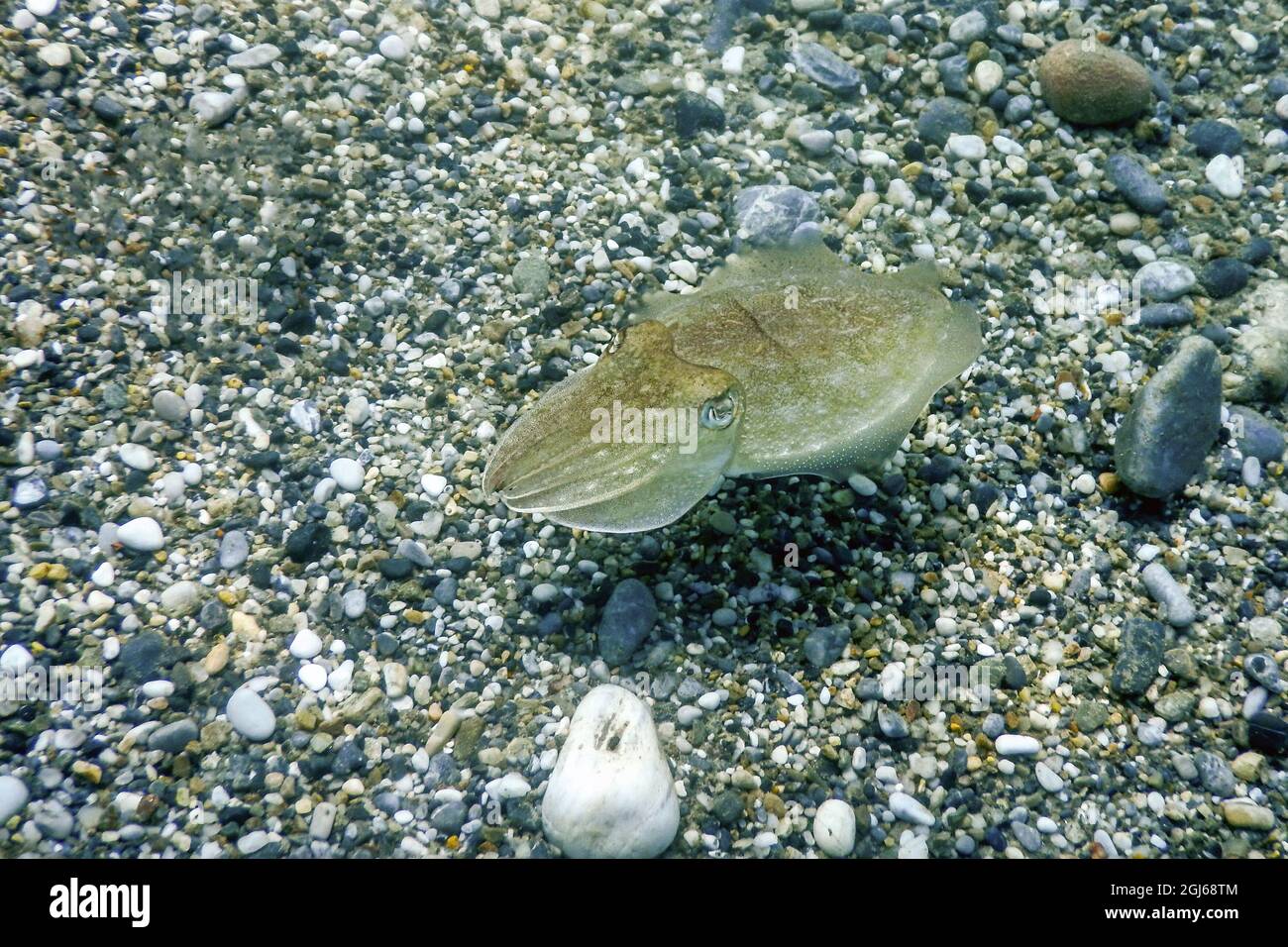Cuttlefish Camouflage. Cuttlefish Swimming Underwater Stock Photo - Alamy
