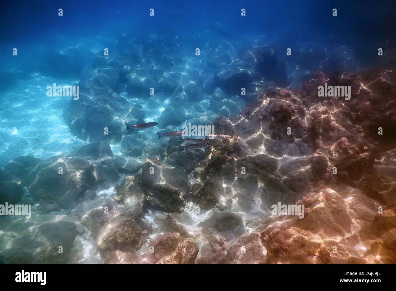 Under Ocean Scenes