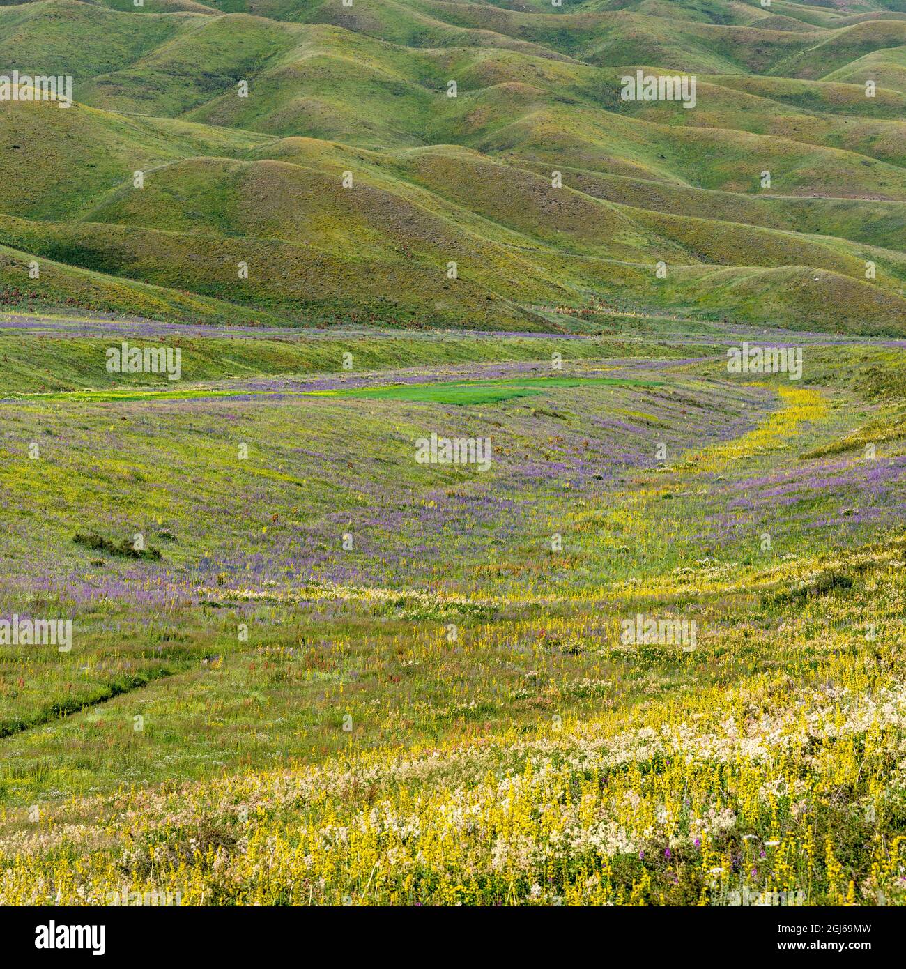 Wildflower meadow near the mountain road from Kazarman to mountain pass ...
