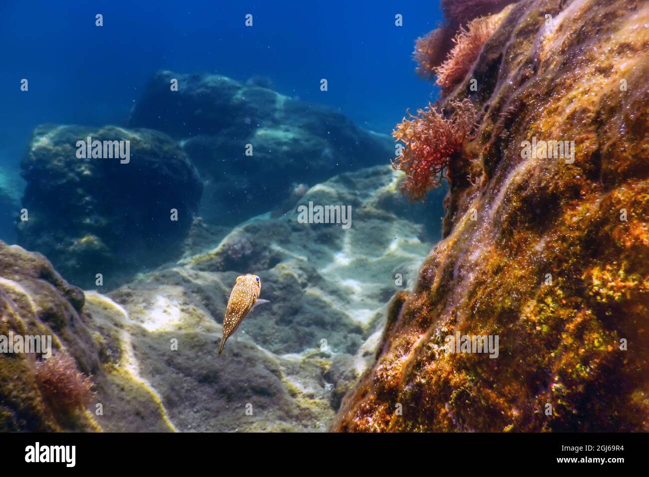 Puffer Fish Swimming Near Reef Underwater Stock Photo - Alamy