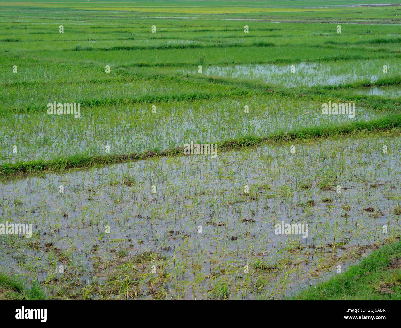 Rice paddy border hi-res stock photography and images - Alamy