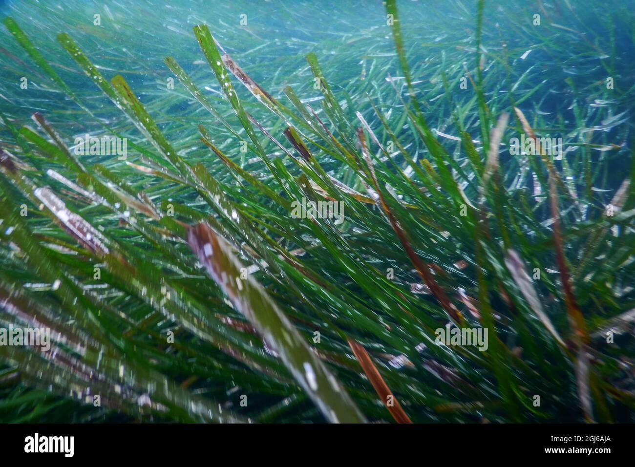 Underwater Green Sea Grass, Sea Grass Underwater Stock Photo - Alamy