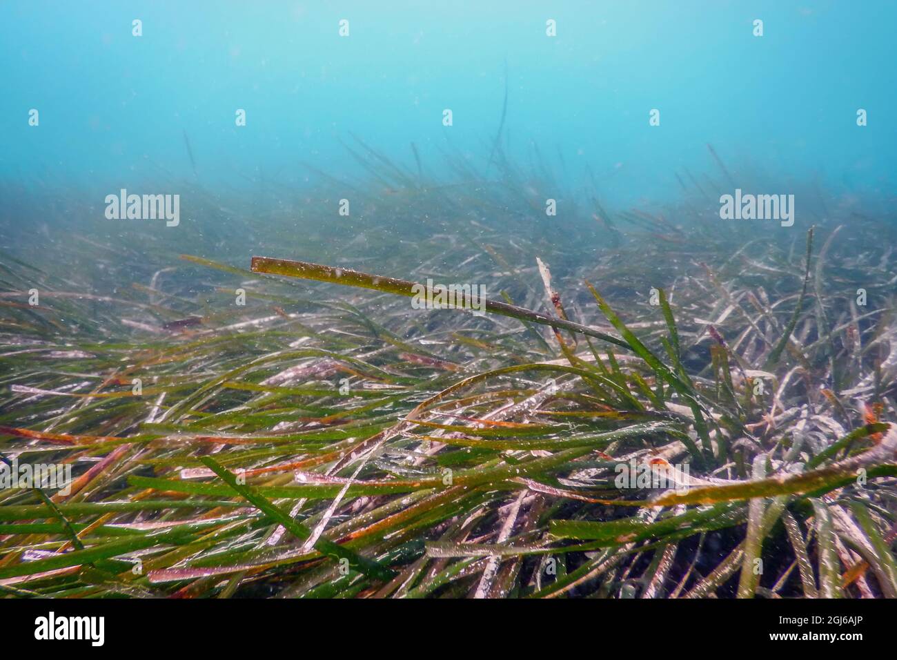 Underwater Green Sea Grass, Sea Grass Underwater Stock Photo - Alamy