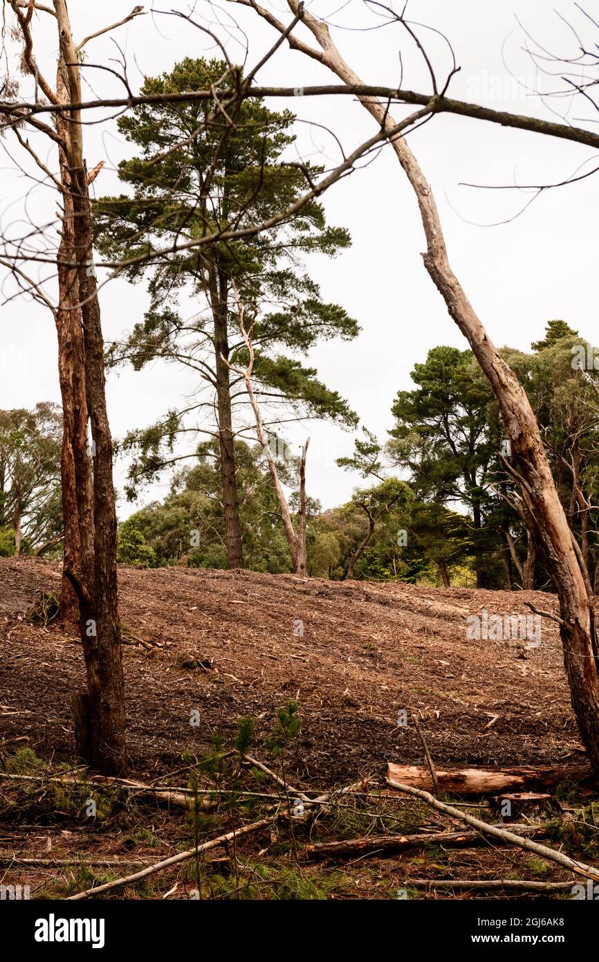Where have all the trees gone ? Land cleared for housing Stock Photo ...